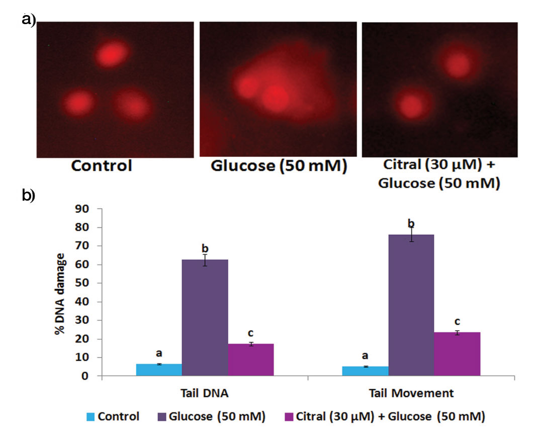 We observed an increased % tail DNA and tail movement in high glucose ...