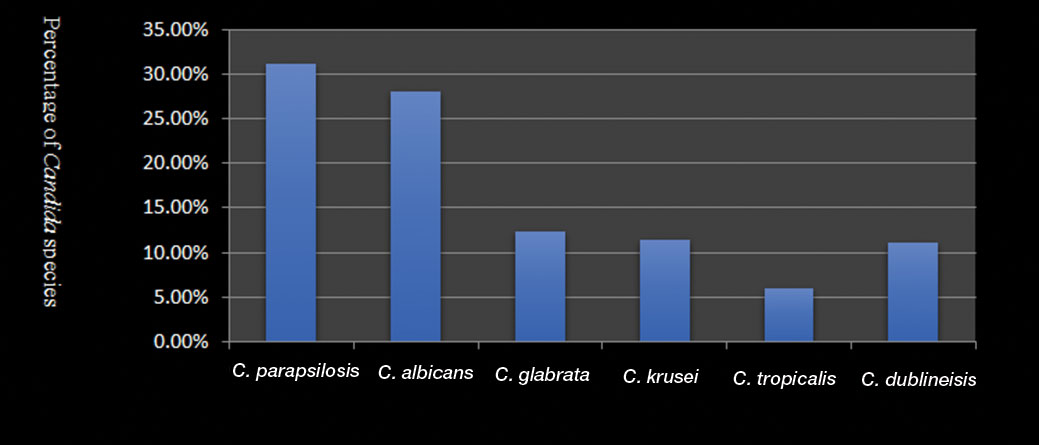 Percentage of Candida species in Type II diabetic patients.