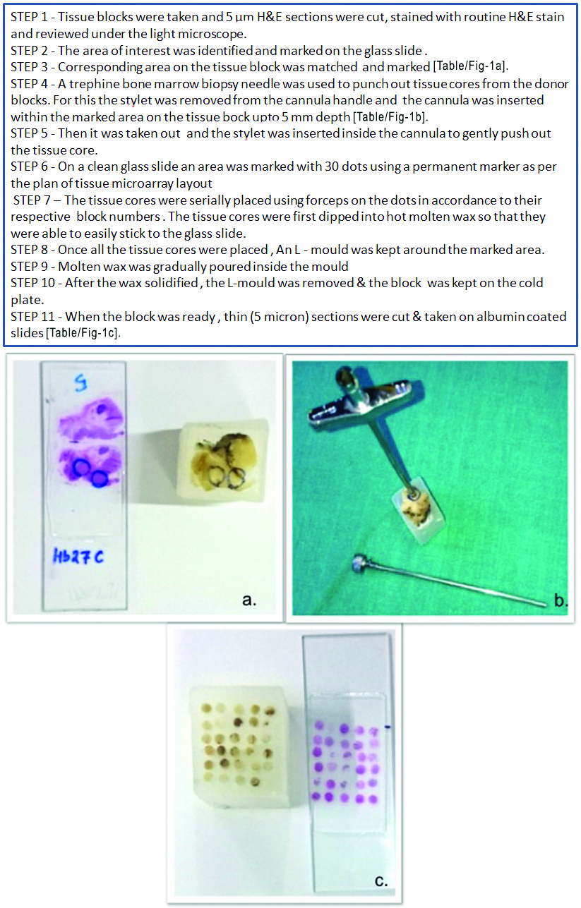 Immunohistochemical Analysis