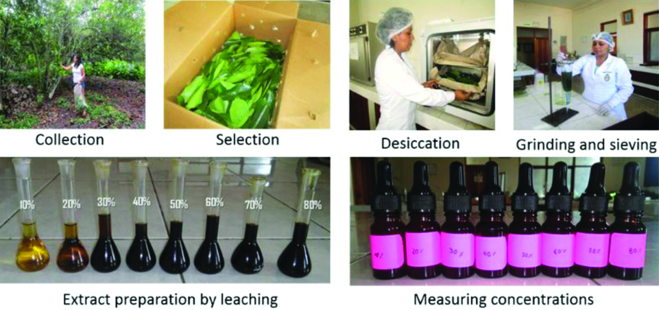 Preparing the Ethanolic Extract from A. muricata L.