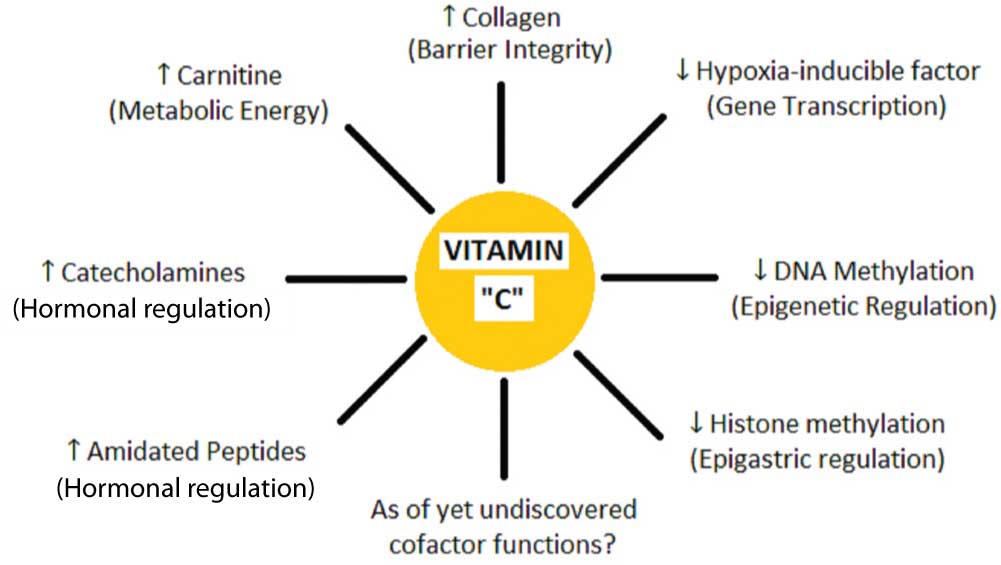 Vitamin C has a critical part in all facets of the human immune system ...