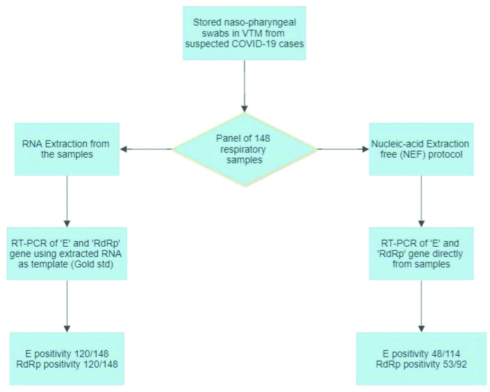 Real Time PCR amplification plot for E gene , RdRp gene and RNase P gene.