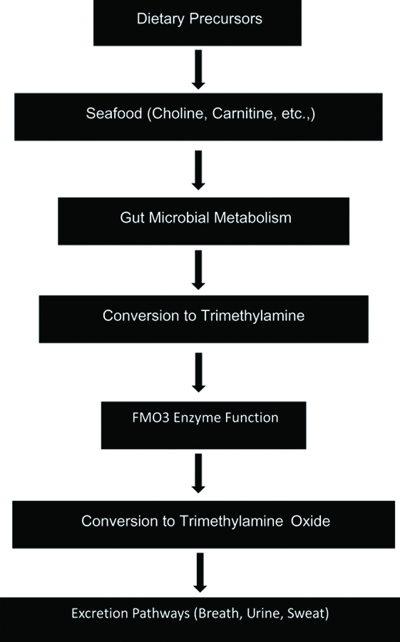 Metabolic Dysfunction and TMAU Pathogenesis