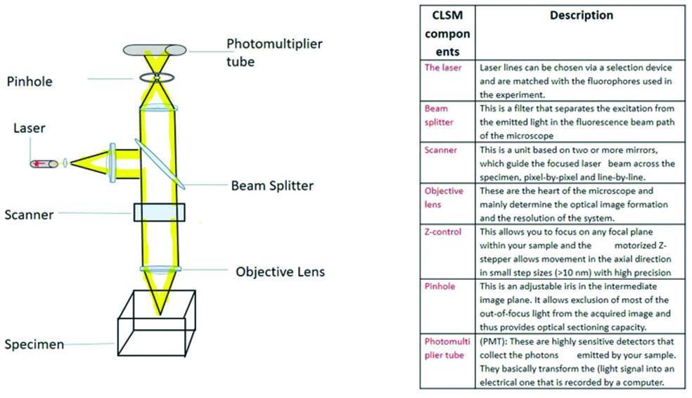 Components of CLSM.