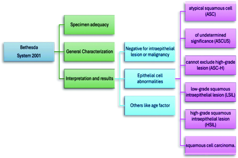 4. The distinct phases of Pap smear cytology, guided by the ...