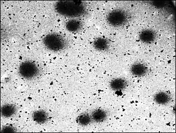 Statistical Analysis