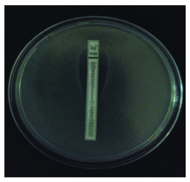CHROMagar TM showing VRE positive control and negative isolate