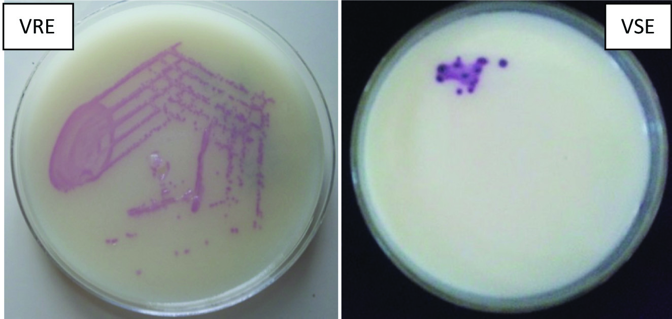 Hicrome VRE showing VRE positive control and negative isolate.