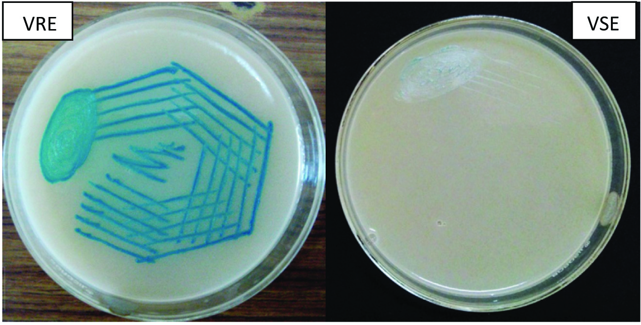 E.faecalis ATCC 29212 and E.faecalis ATCC 51299 were used as ...