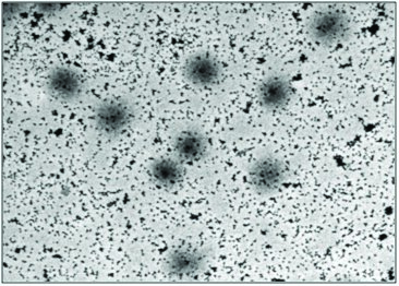 PBL cells showing moderate DNA damage